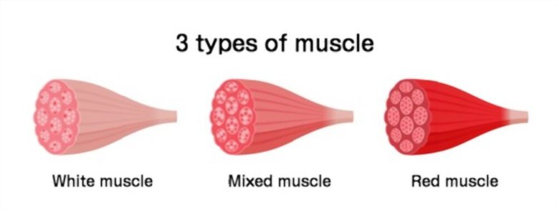 Are Fat People Strong? - The Shoe Box NYC