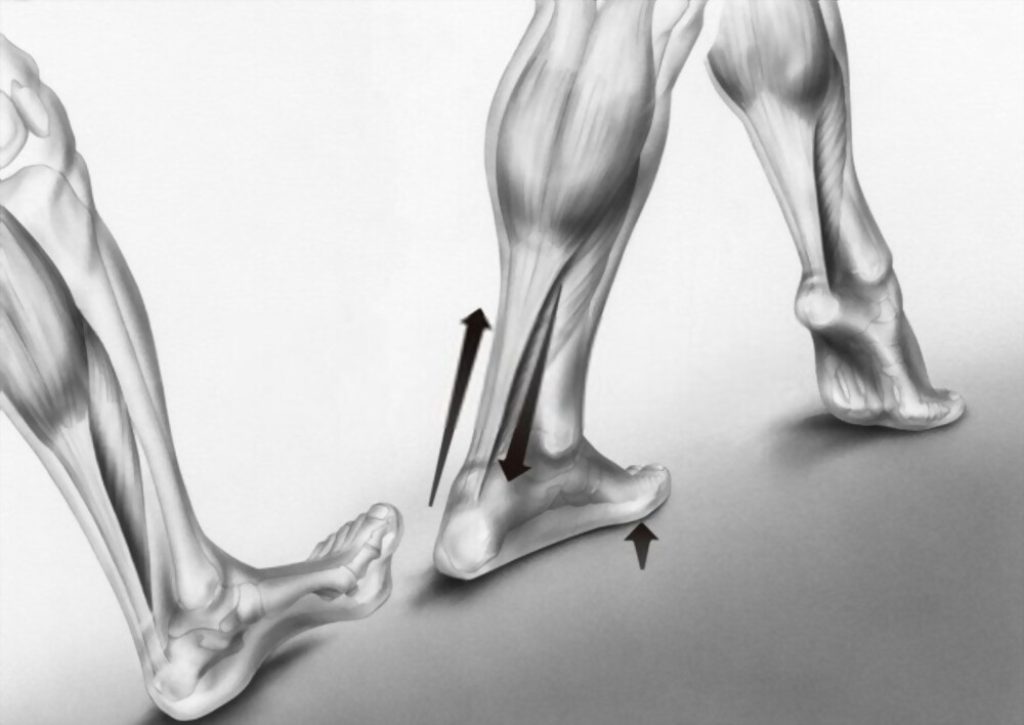 What Muscles Does Walking Work? - The Shoe Box NYC