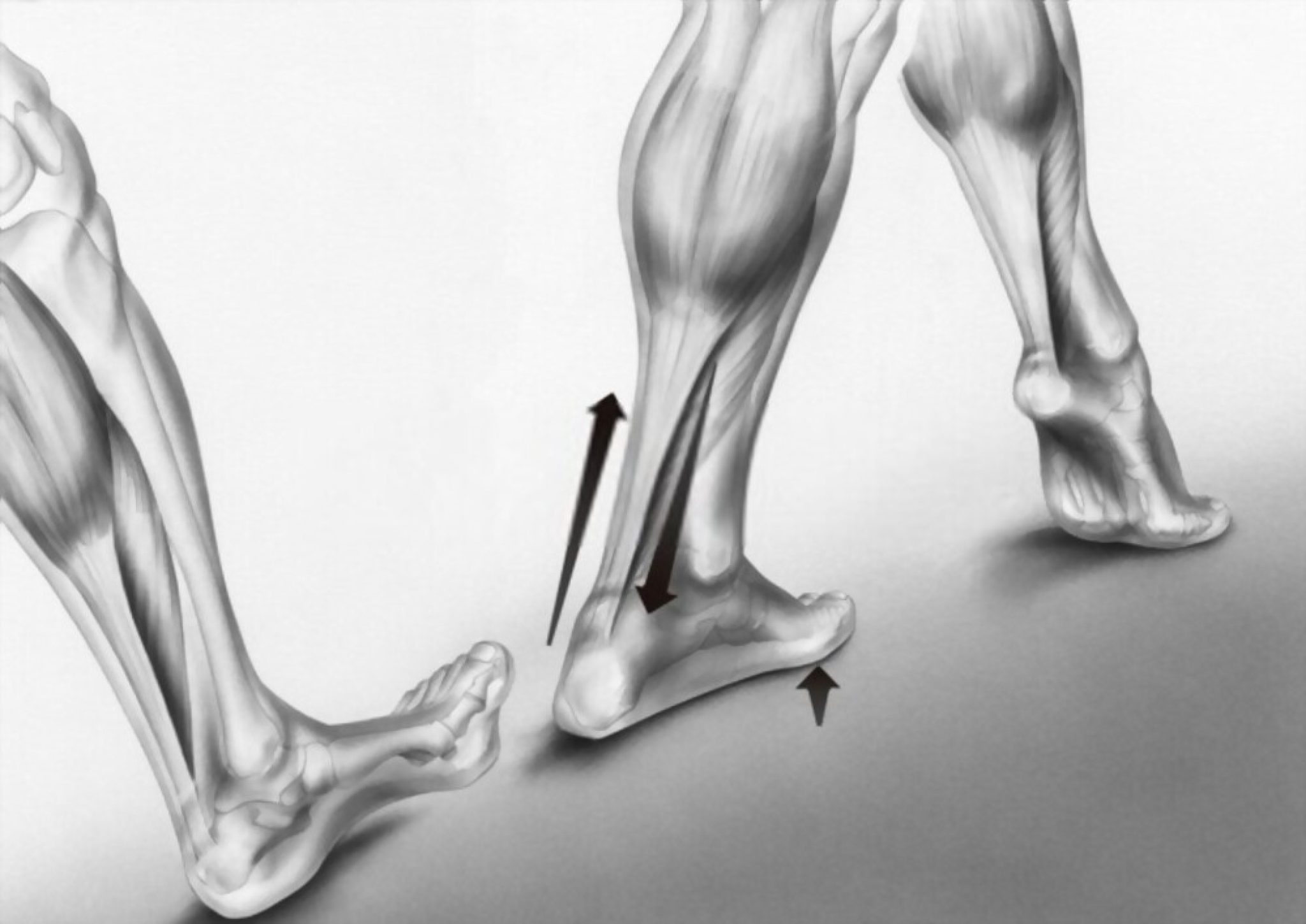 What Muscles Does Walking Work? - The Shoe Box NYC