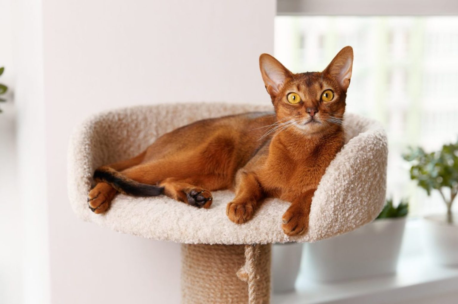 Cat Size Chart: How To Find A Cat Breed? - The Shoe Box NYC