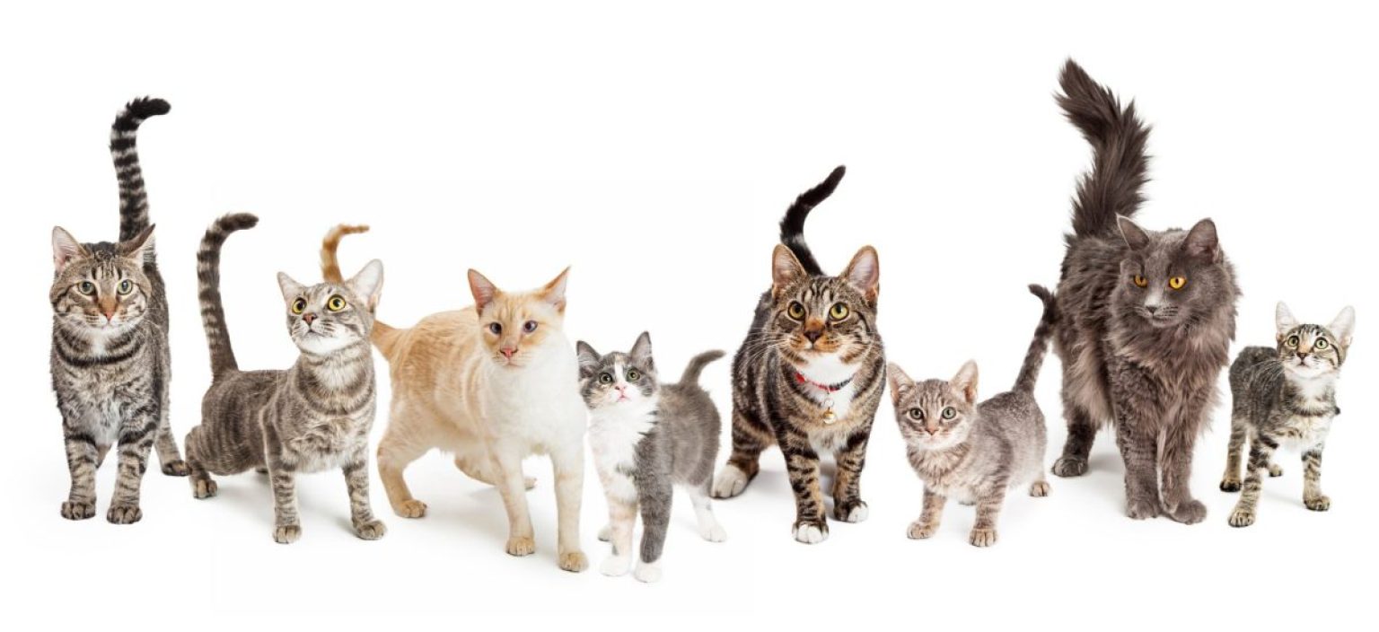 Cat Size Chart: How To Find A Cat Breed? - The Shoe Box NYC