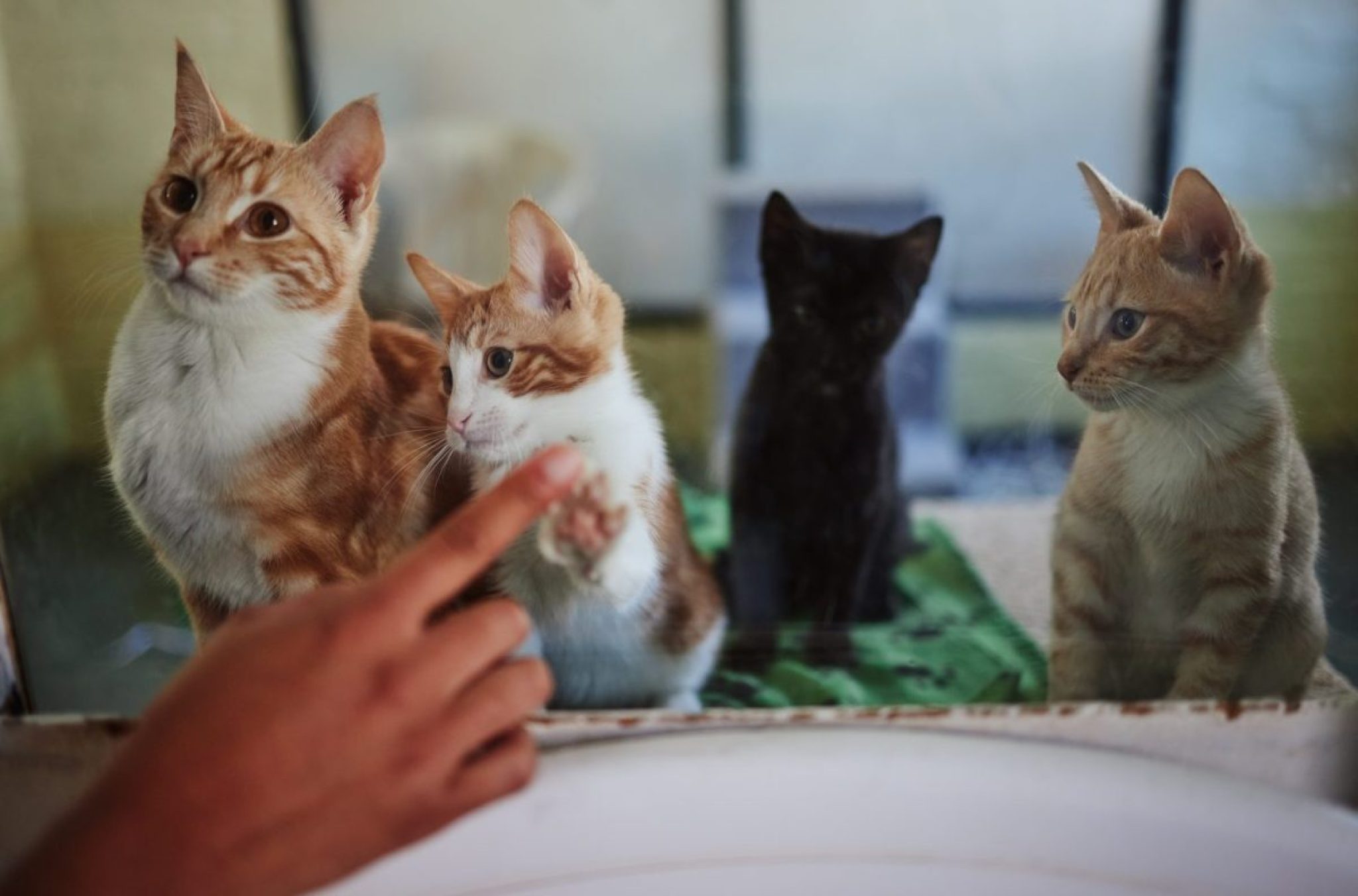 Cat Size Chart: How To Find A Cat Breed? - The Shoe Box NYC