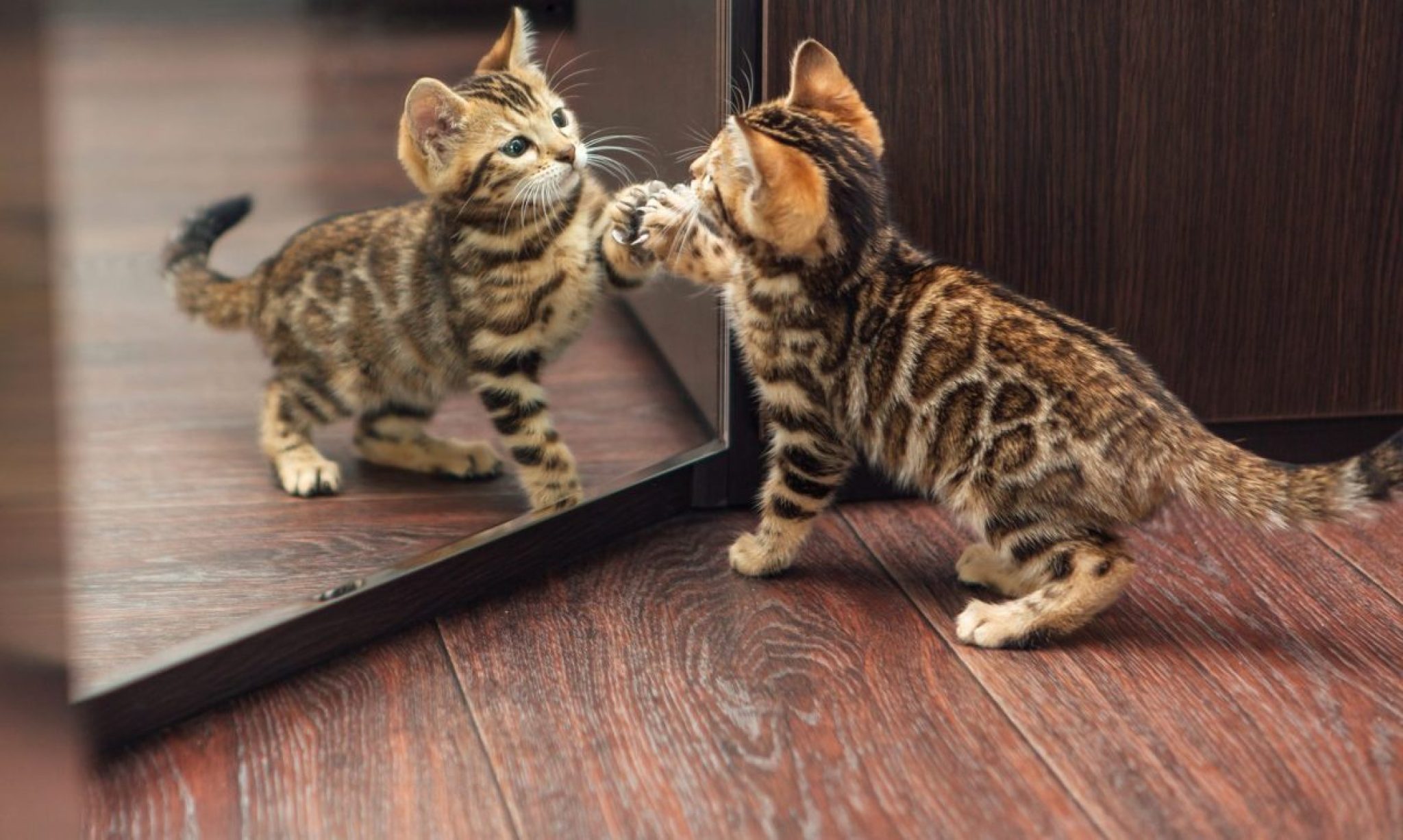 Cat Size Chart: How To Find A Cat Breed? - The Shoe Box NYC